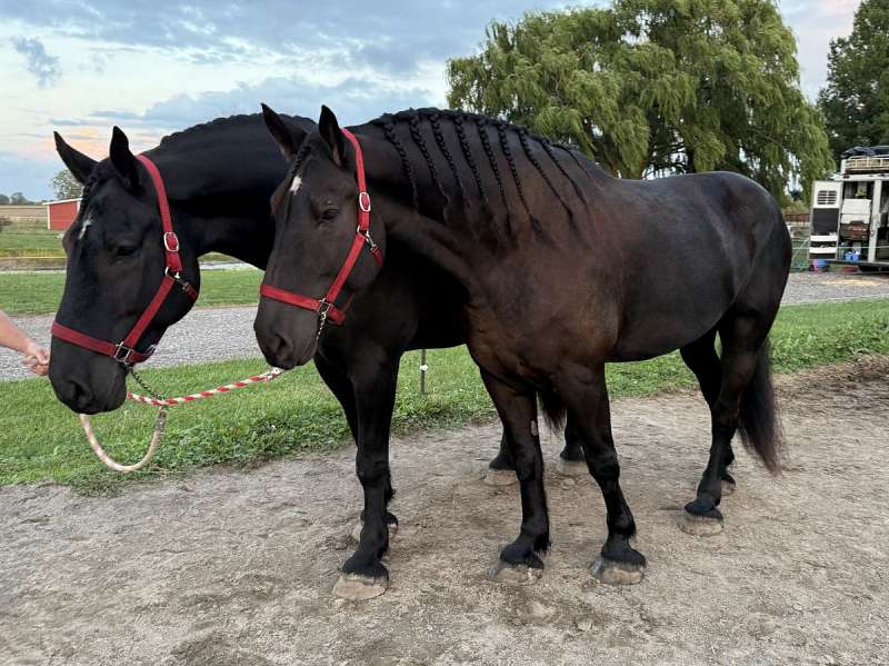 Sold Percheron Team Full Brothers