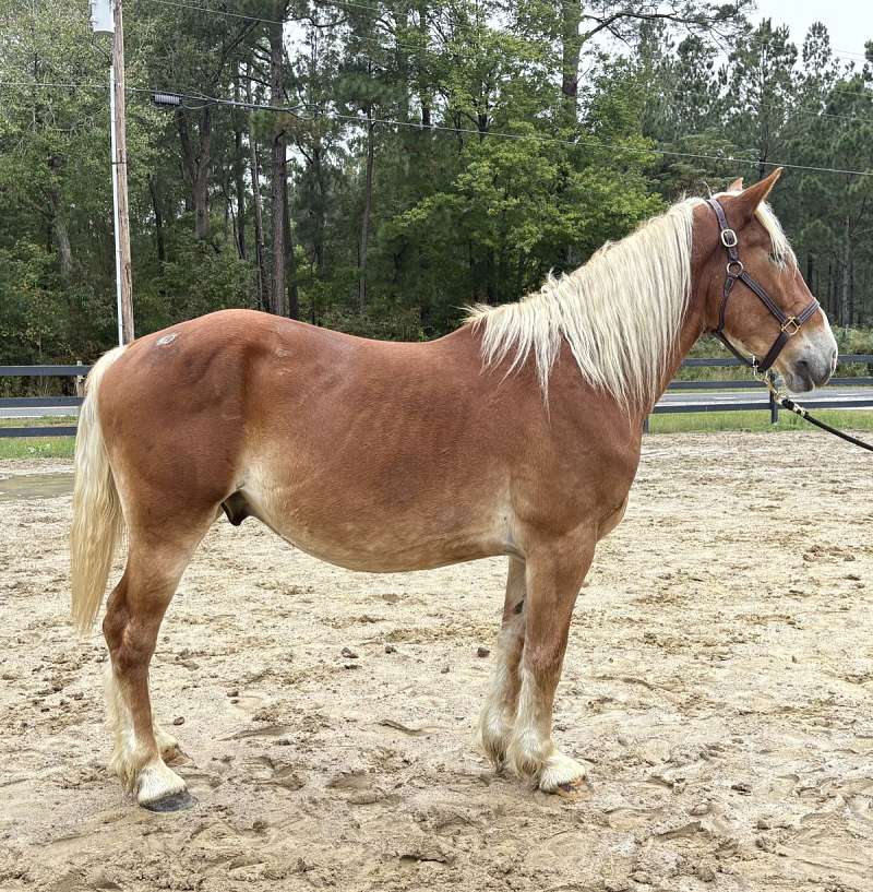 Belgian Haflinger Cross