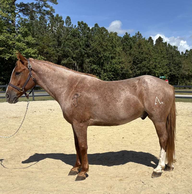Nice Red Roan Gelding