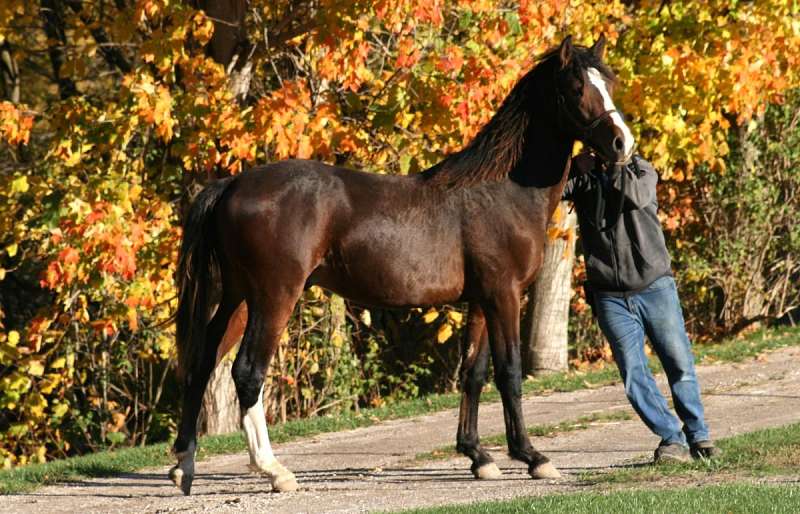 Handsome Tall Curly Yearling Colt