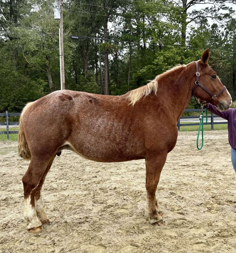 Red Roan Belgian