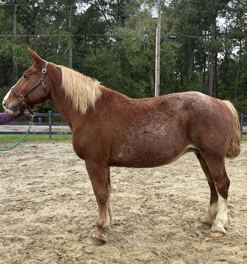 Red Roan Belgian