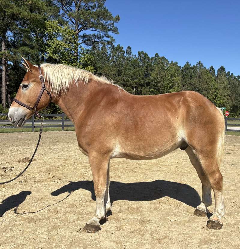 Blonde Belgian Gelding