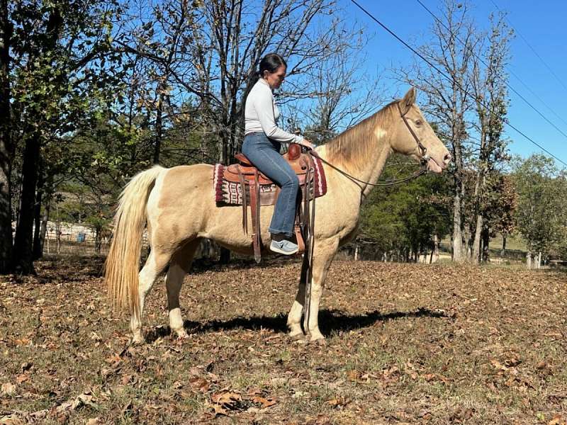 Gaited Paint Mare Gentle Broke to Ride - Caramel