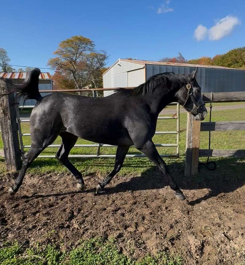 Pretty Roan Filly