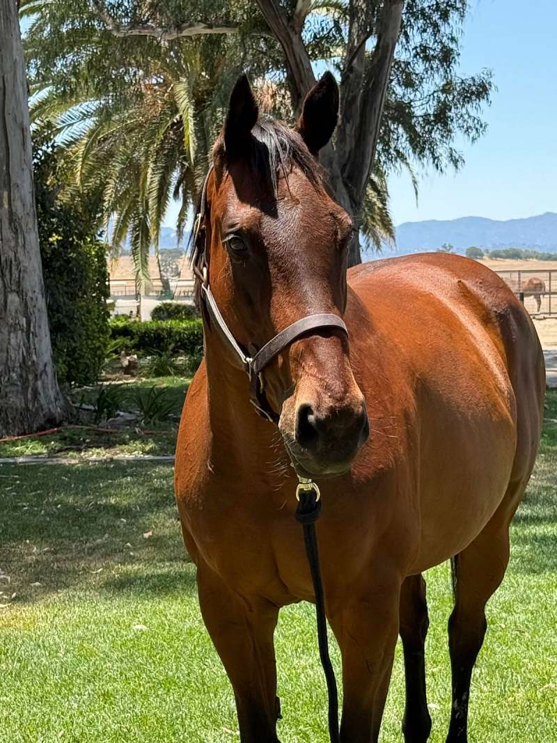 Wife Approved- Registered Thoroughbred