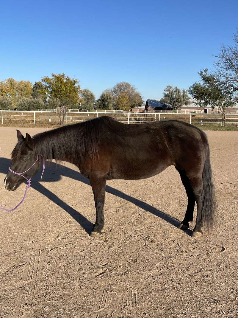 Lesson Pony Type Mare