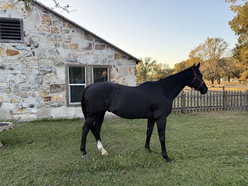 Magic-Kind Hearted Gelding With Amazing Potential!