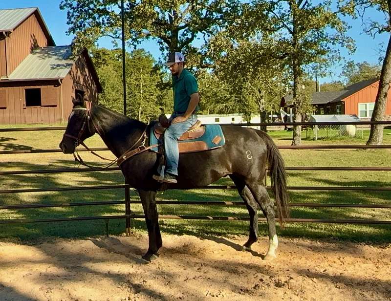 Magic-Kind Hearted Gelding With Amazing Potential!