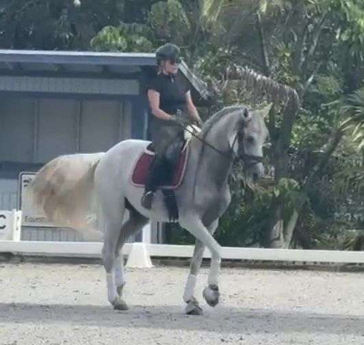 Sonata De Aurion 3rd Level Dressage Mare