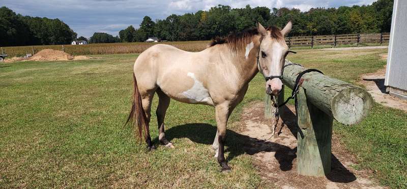 Paint Pony Looking for Love