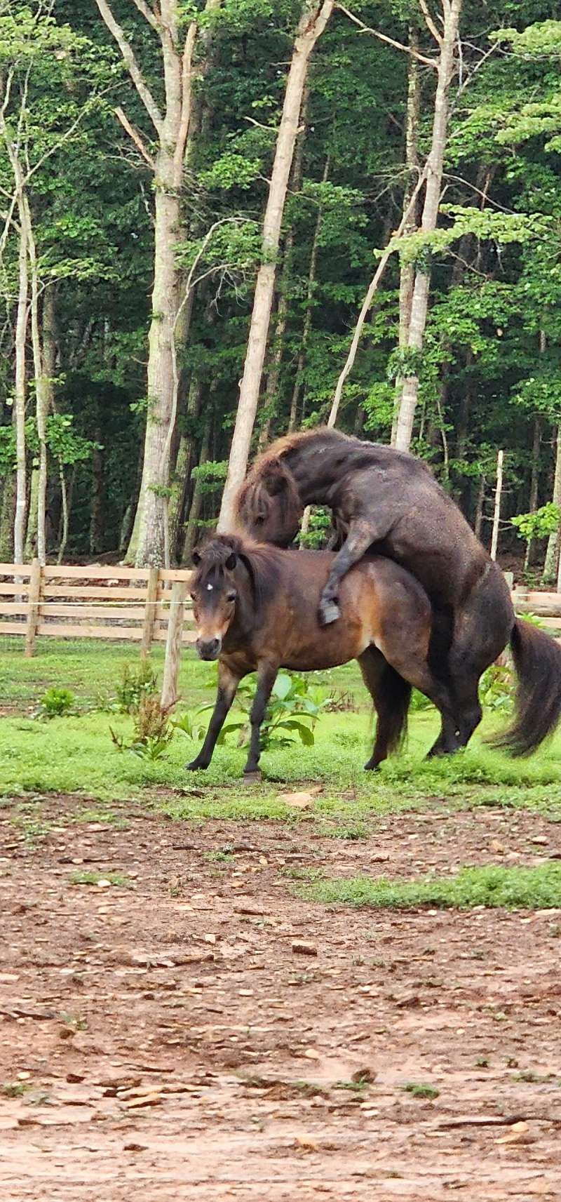 AMHA Mini Mare (Bred for 2026 Foal)