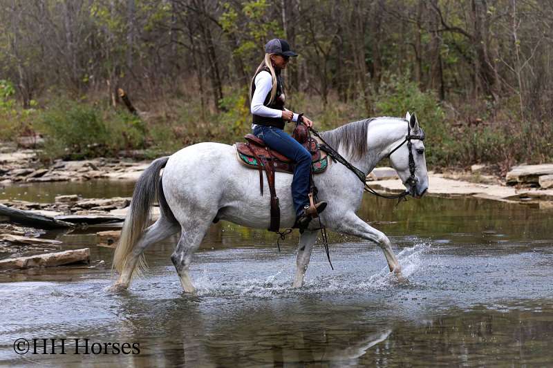 Gorgeous Family and Youth Safe Dapple Gray Ky Mtn Gelding, Trails, Show