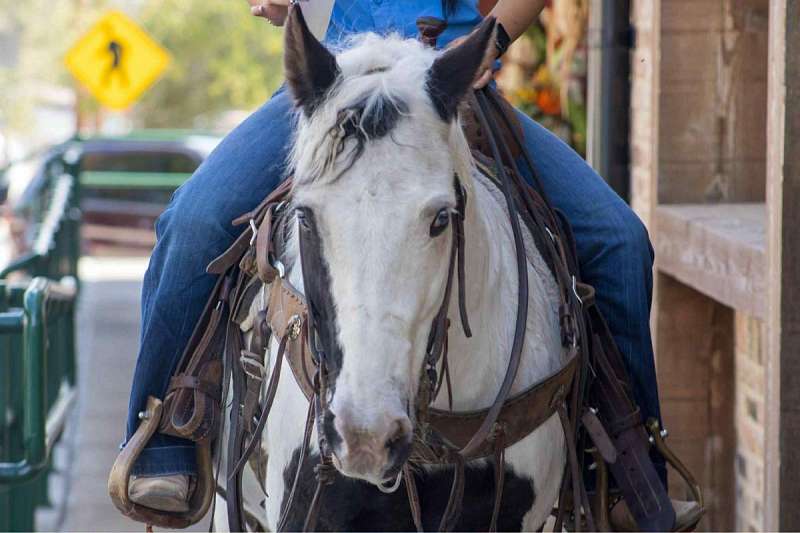 Ranch/Trail Horse Deluxe, Family Safe, Must See, Online Auction!