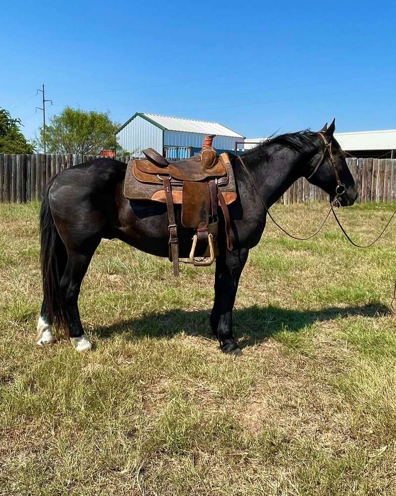 Super Sweet Black Project Gelding