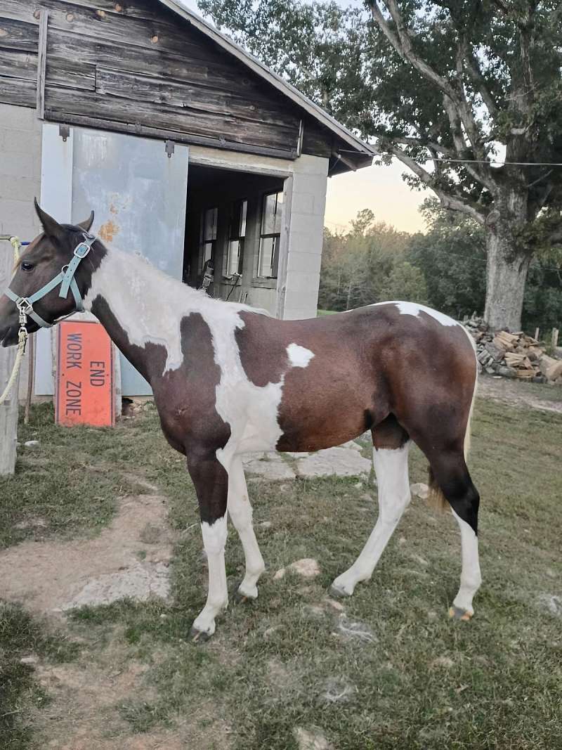 Horse for Sale: Paint Filly
