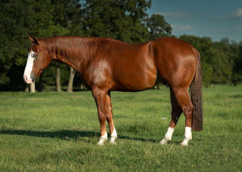 Cuervo - Top Notch Ranch & Reining Horse 4 Yr Old Sorrel AQHA Gelding!