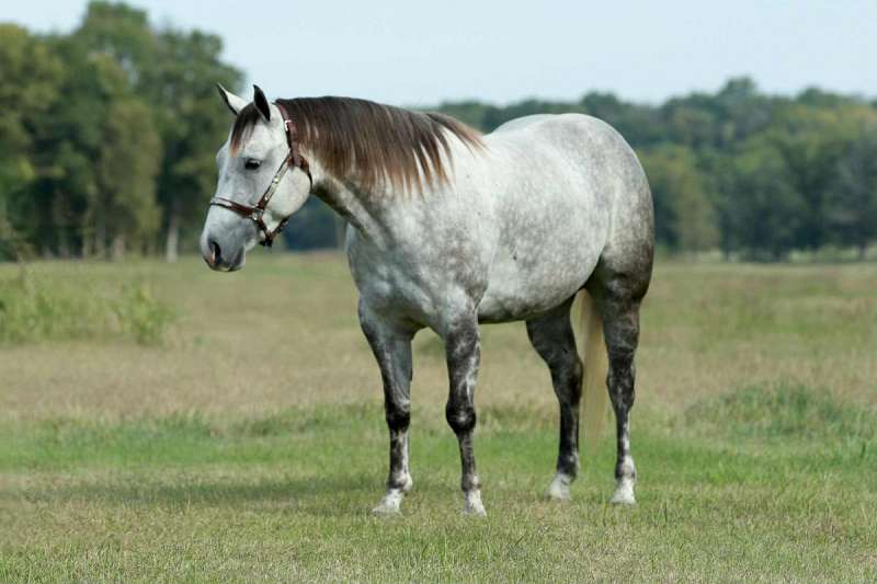 Oakie - Excellent Ranch & Arena Horse 4 yo Grey AQHA Mare!