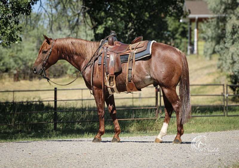 Moonshine - Beautiful Ranch & Cowhorse Deluxe 6 yo Chestnut AQHA Gelding!