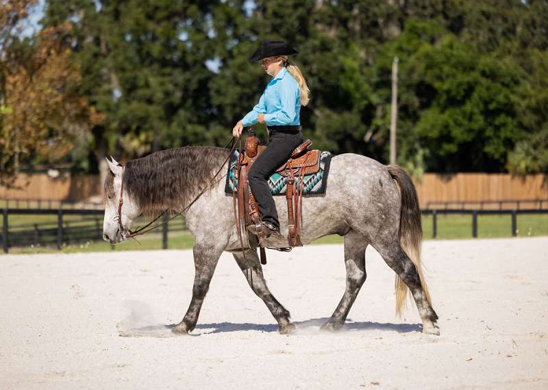 Marshmallow - Once in a Lifetime 4 Yr Old Grey Percheron X QH Gelding!
