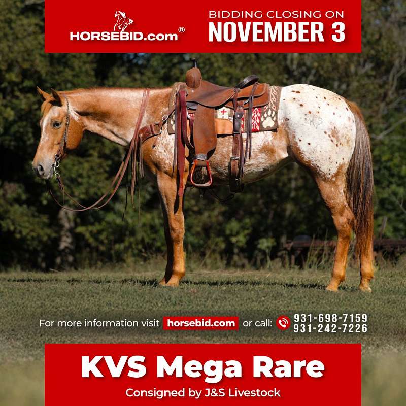 Kvs Mega Rare - Extremely Gentle & Versatile 8 yo Chestnut APHC Mare!