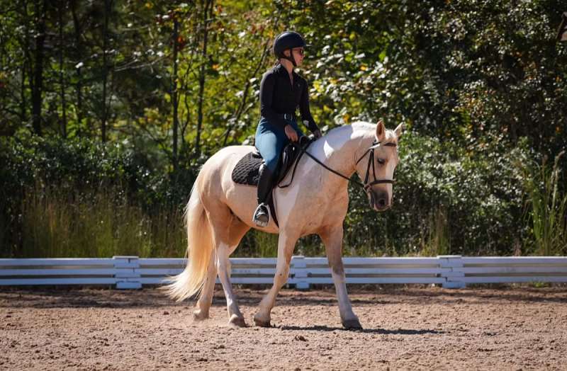 Joplin - Showstopper of a Horse 5 Yr Old Palomino Paint Draft X Gelding!