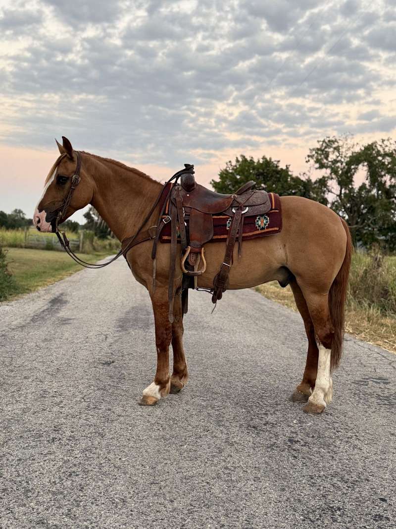 Drago - Exceptional All Around Horse 7 Yr Old Red Dun Draft Cross Gelding!
