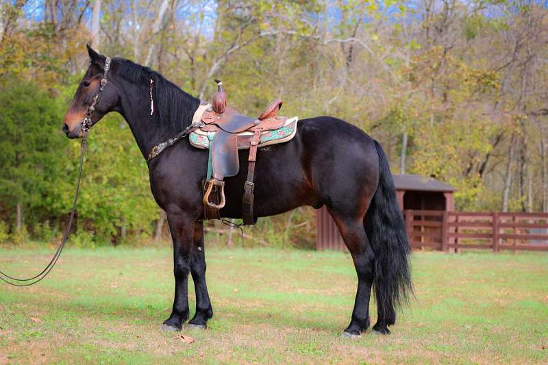 Real Classy, Elegant, and Fancy Dark Bay Friesian Sport Horse Gelding