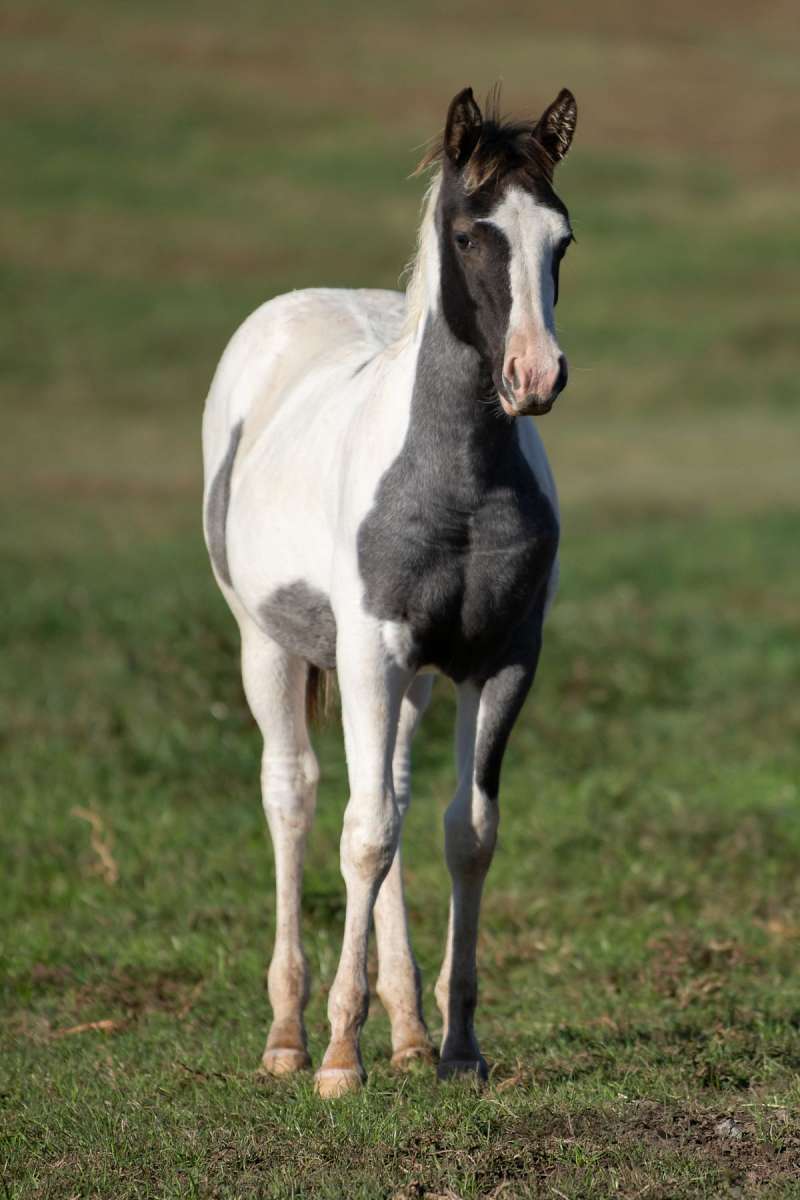 2025 APHA Smoky Blue Roan Tovero Colt