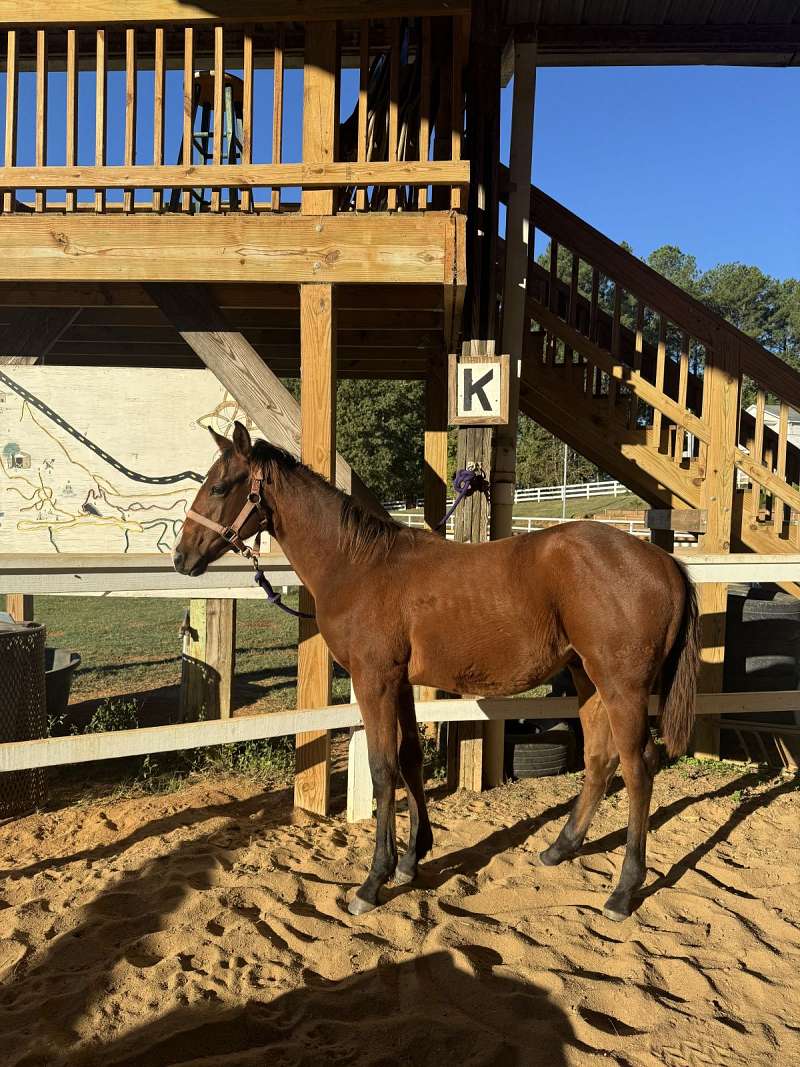 Appendix Colt for Sale