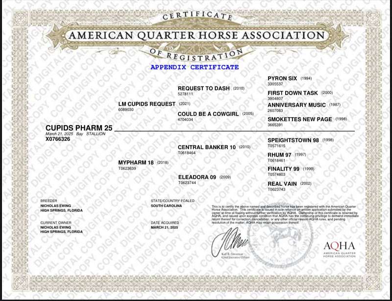 Appendix Colt for Sale