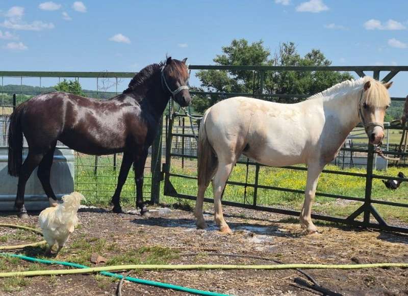 Welsh Palomino Roan Pinto Pony