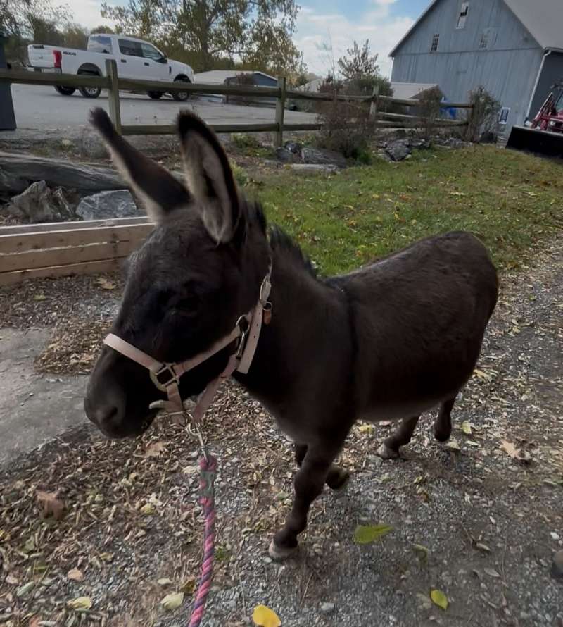Best Little Mini Donk!