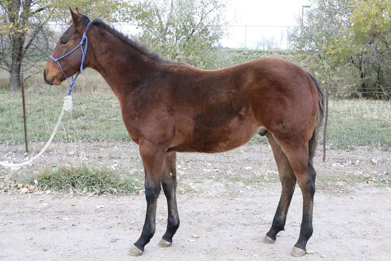 Awesome Quinta Future Ranch Horse