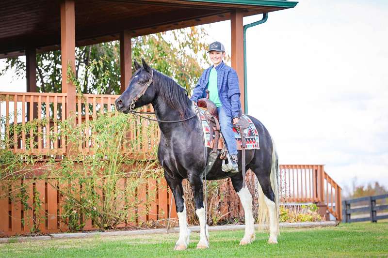 Super Gentle Spotted Draft Friesian Crossbred Mare, Youth Ridden, Trails