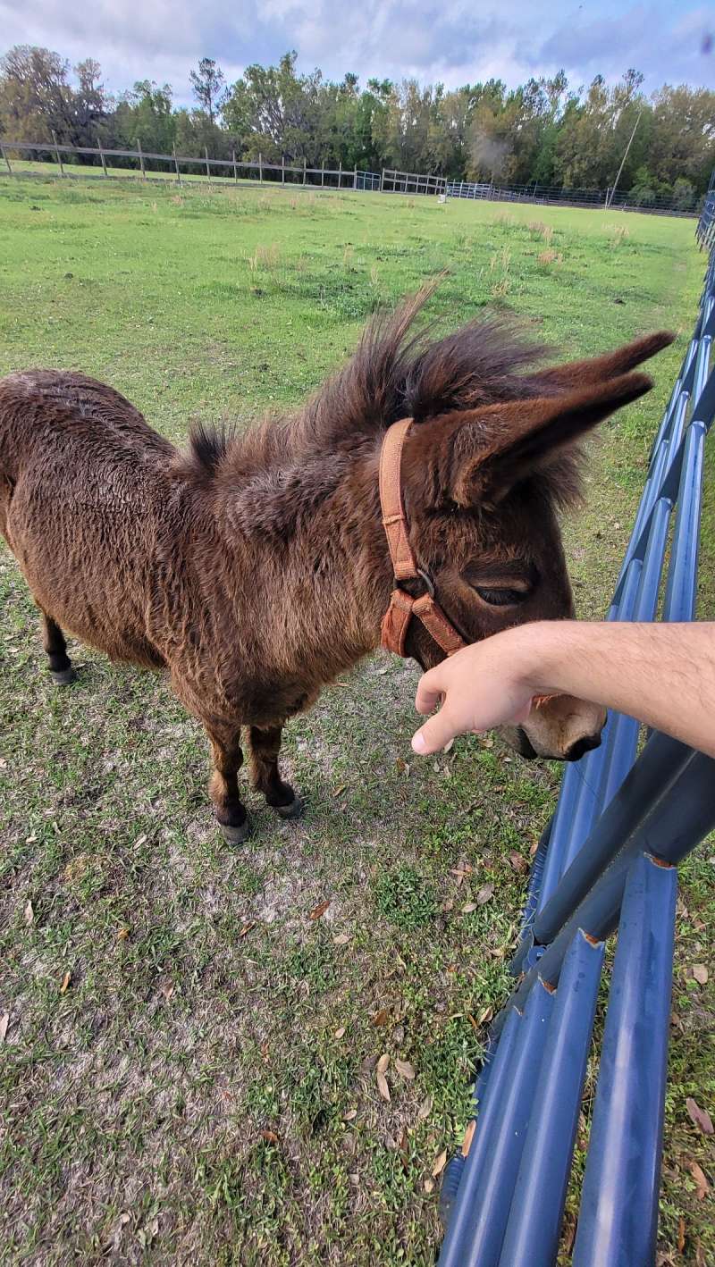 Sassy - Sassy Little Pony Mule