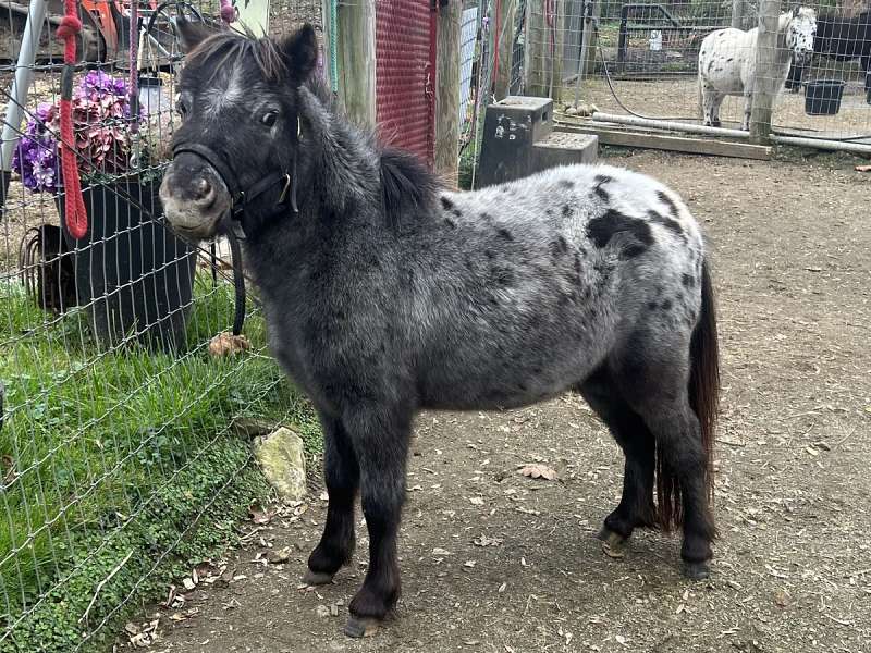 Purebred Falabella Filly for Sale