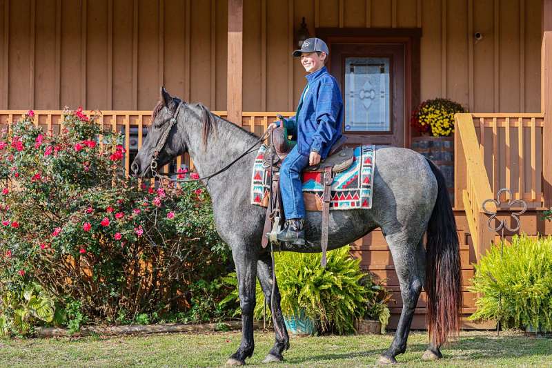 Gorgeous Registered Super Gentle True Blue Roan TWH Mare, Safe and Smooth