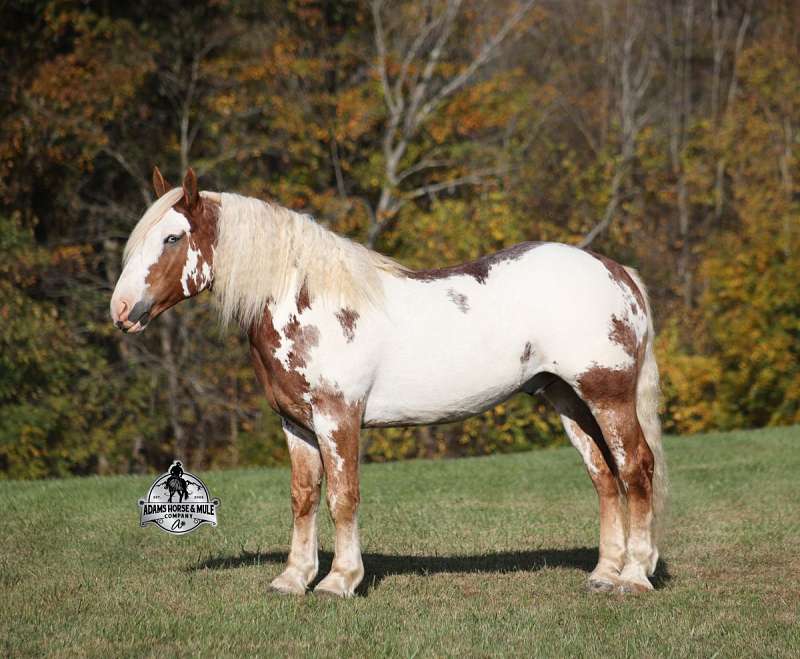 Rare Overo Draftcross, Family/Kid Safe, Ranch/Trail Horse Deluxe!