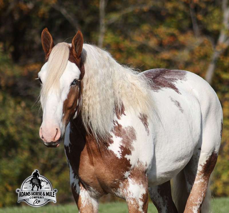 Rare Overo Draftcross, Family/Kid Safe, Ranch/Trail Horse Deluxe!