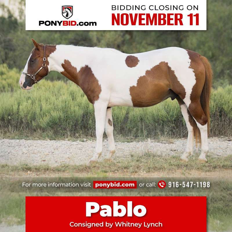 Pablo - Ranch Pony Deluxe 5 Yr Old Red & White Paint Pony Gelding!