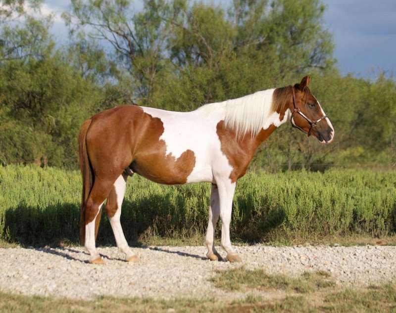 Pablo - Ranch Pony Deluxe 5 Yr Old Red & White Paint Pony Gelding!
