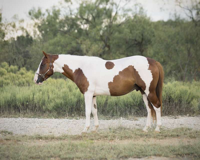 Pablo - Ranch Pony Deluxe 5 Yr Old Red & White Paint Pony Gelding!