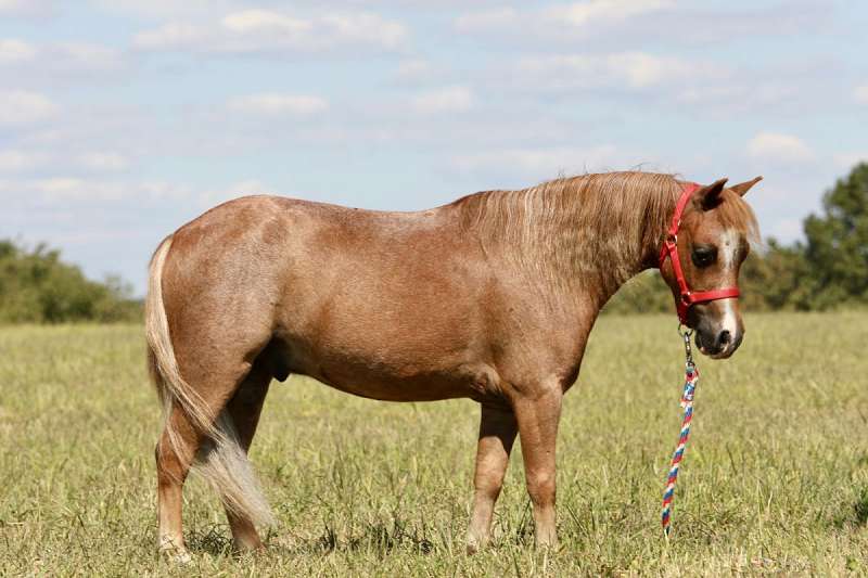 Prince - Sweet and Dependable 5 Yr Old Red Roan Pony Gelding!