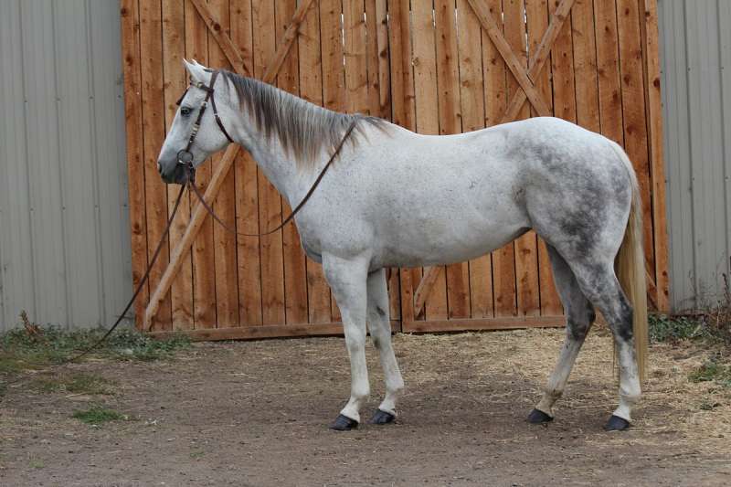 Stunning Reliable 10 Yr Old Dapple Grey AQHA Mare!