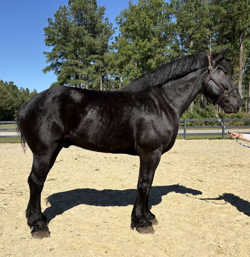 Big Percheron Gelding