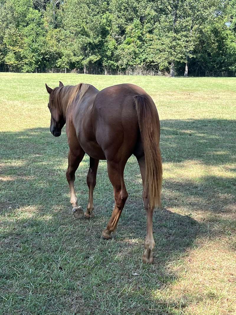 Project Gelding