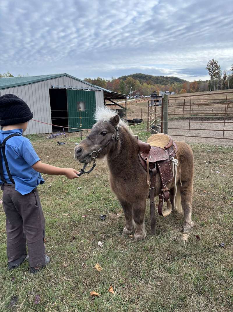 Gentle Miniature Pony Gelding - Crab Orchard Ky