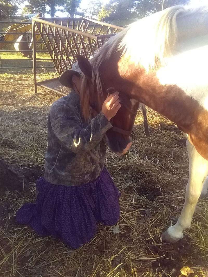 Very Handsome Reg. Fox Trotter Stallion
