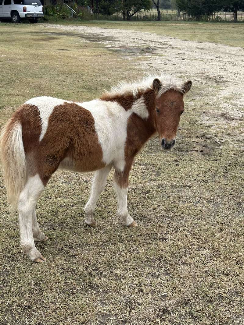 Liberty- Fancy Paint Filly